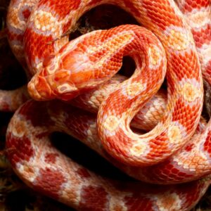 Products Archive - UGR Wholesale