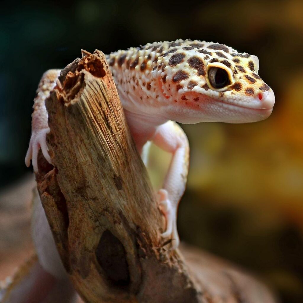 Products Archive - UGR Wholesale