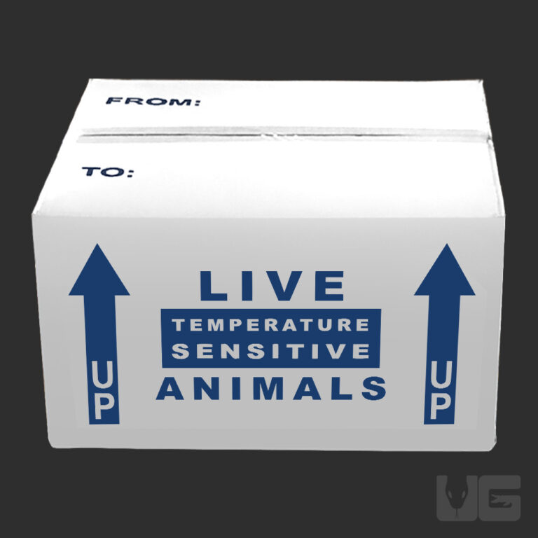BX2 - 6"x 6"x 5" Shipping Box - UGR Wholesale