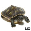 Turtles Archives - UGR Wholesale
