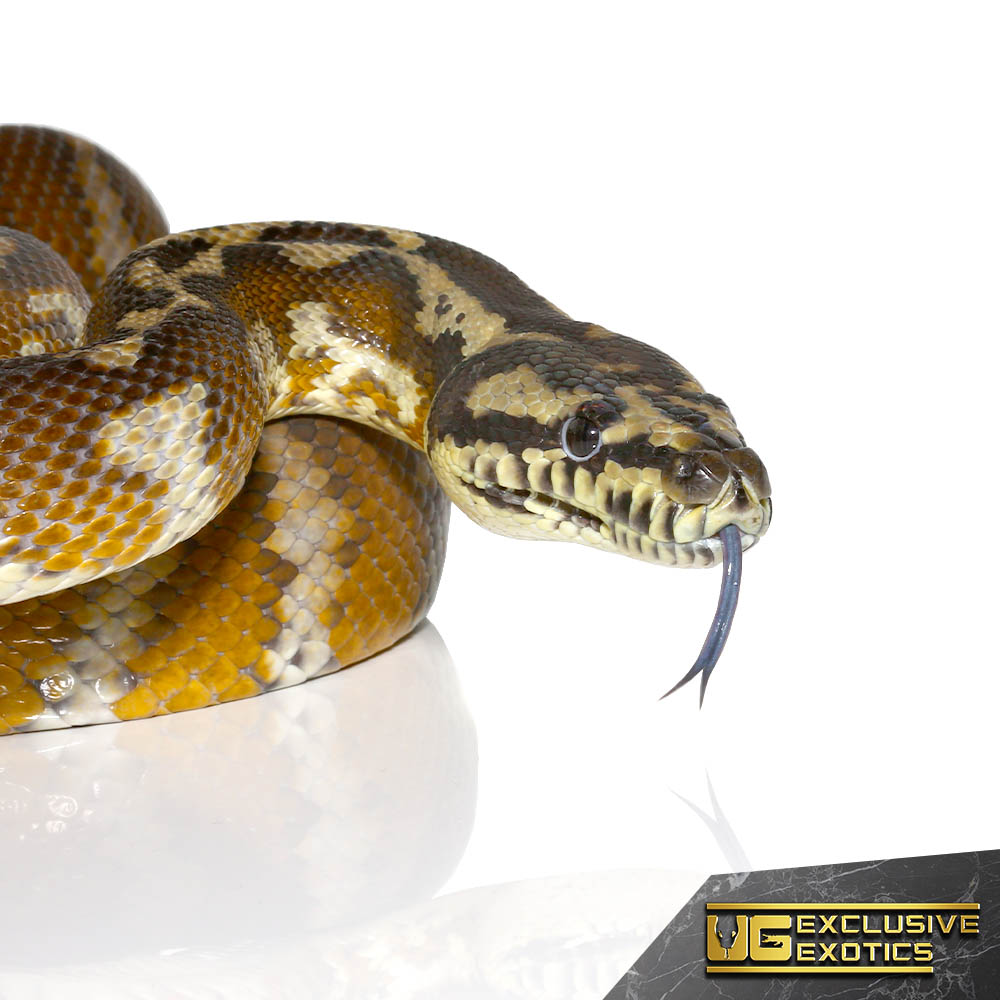 Other Pythons Archives - UGR Wholesale