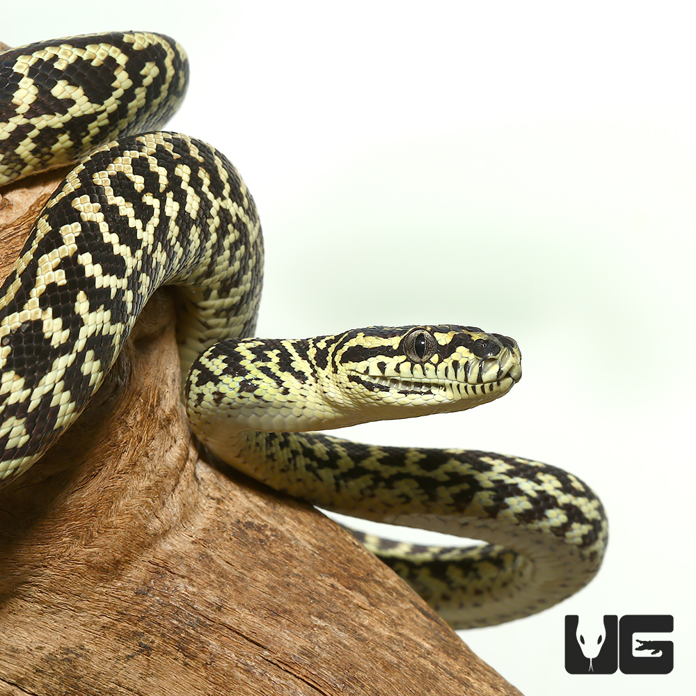 Other Pythons Archives - UGR Wholesale