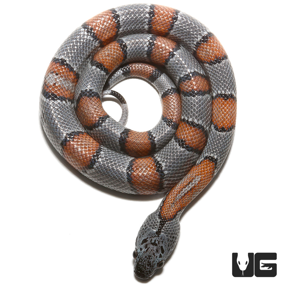Corns/Kings/Milks/Ratsnakes Archives - UGR Wholesale