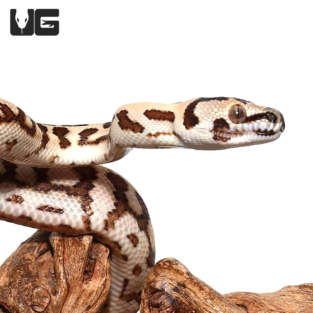 Other Pythons Archives - UGR Wholesale