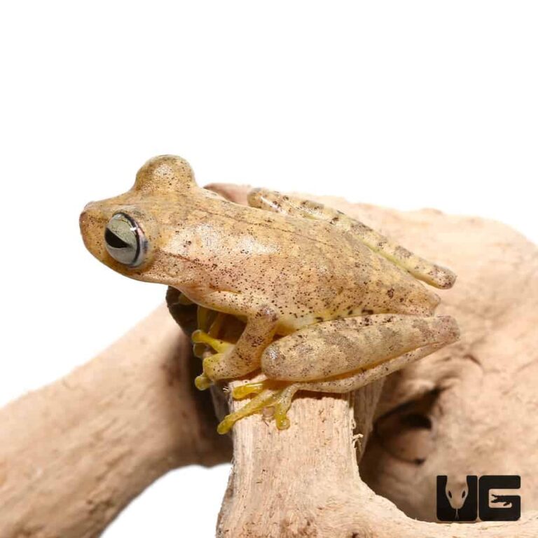 Amphibians Archives - UGR Wholesale