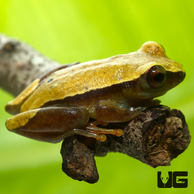 Amphibians Archives - UGR Wholesale