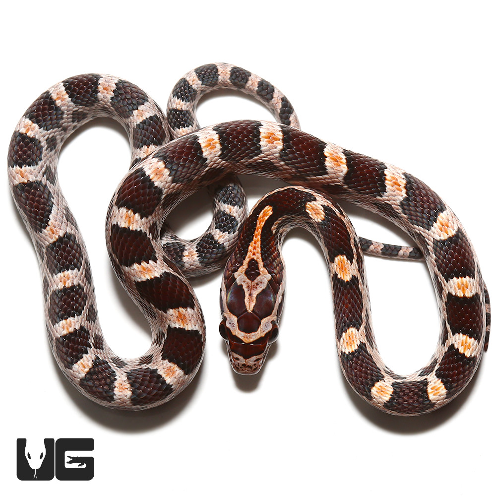 Corns/Kings/Milks/Ratsnakes Archives - UGR Wholesale