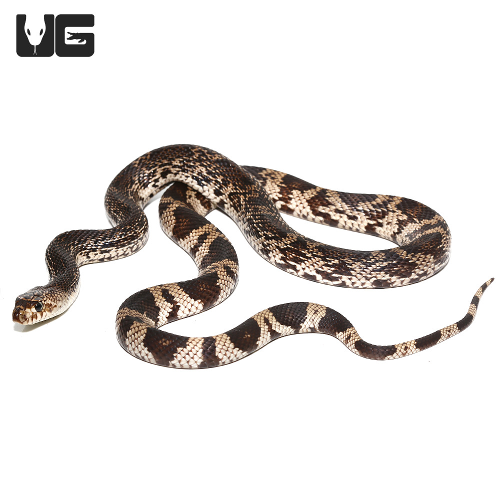 Other Snakes Archives - UGR Wholesale
