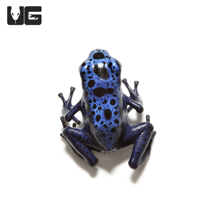 Amphibians Archives - UGR Wholesale