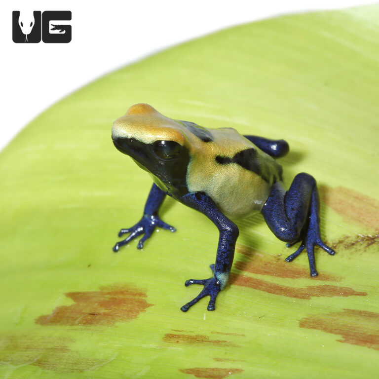 Amphibians Archives - UGR Wholesale