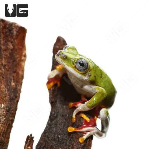 Amphibians Archives - UGR Wholesale