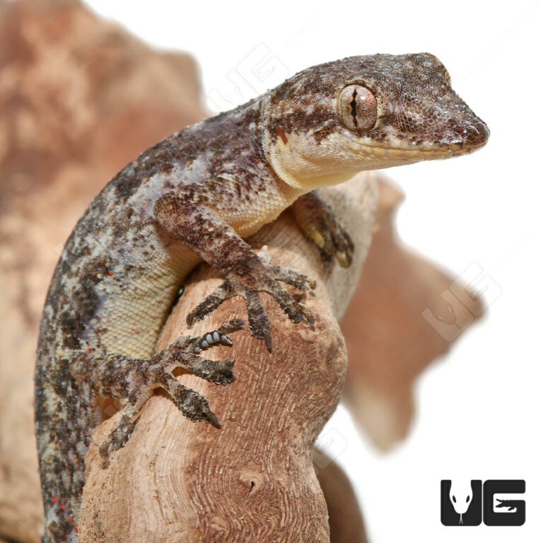 Geckos Archives - UGR Wholesale