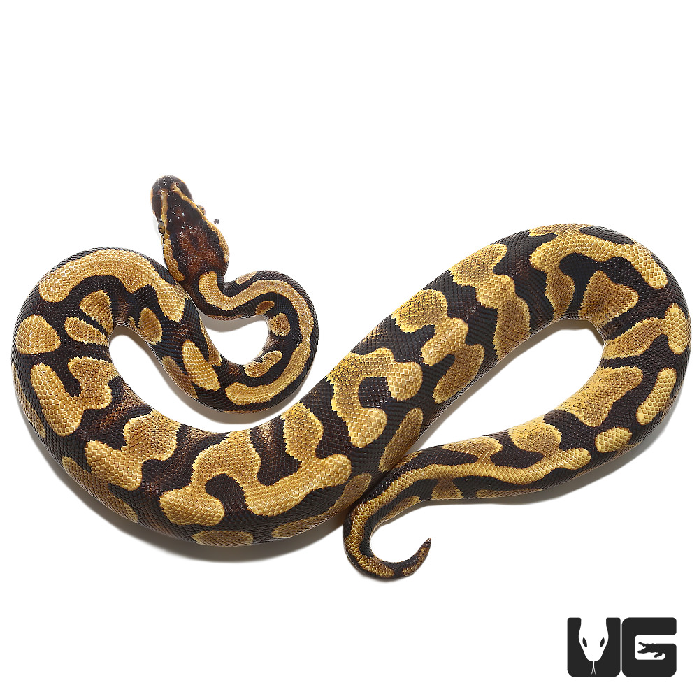 Ball Pythons Archives - UGR Wholesale