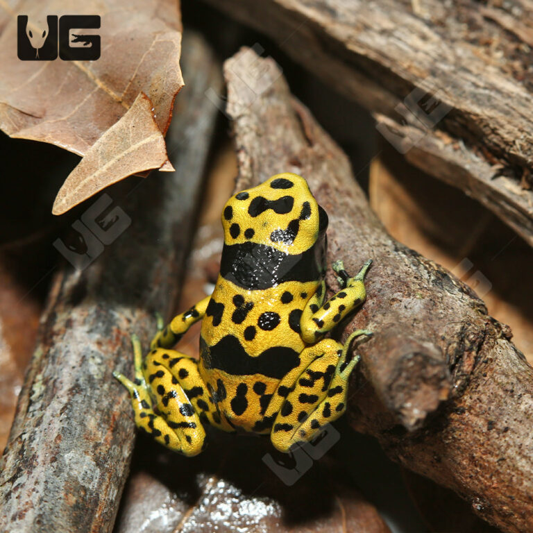 Amphibians Archives - UGR Wholesale