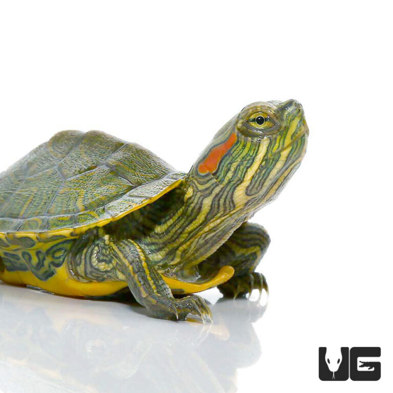 Baby Red Ear Slider Turtle - UGR Wholesale