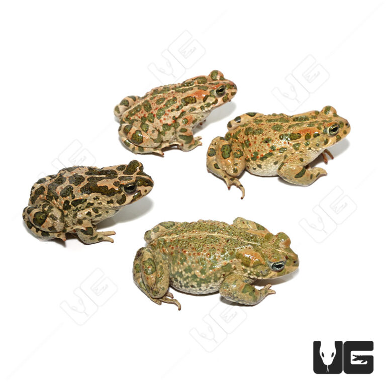 Amphibians Archives - UGR Wholesale