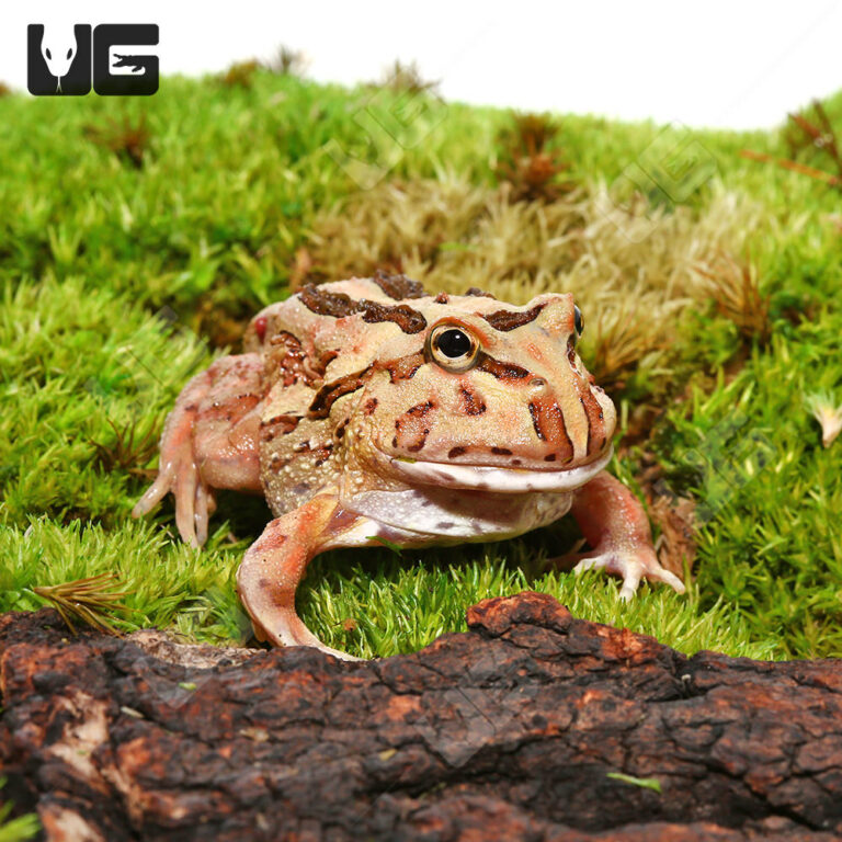 Amphibians Archives - Page 2 of 4 - UGR Wholesale