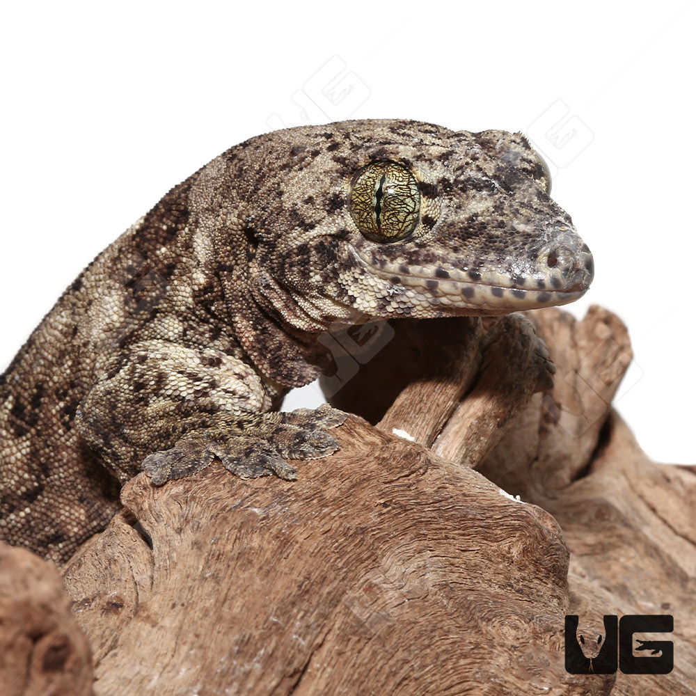 Geckos Archives - UGR Wholesale
