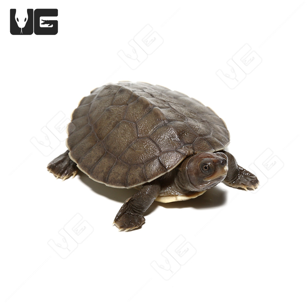 Turtles Archives - UGR Wholesale