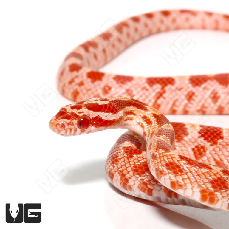 Corns/Kings/Milks/Ratsnakes Archives - UGR Wholesale