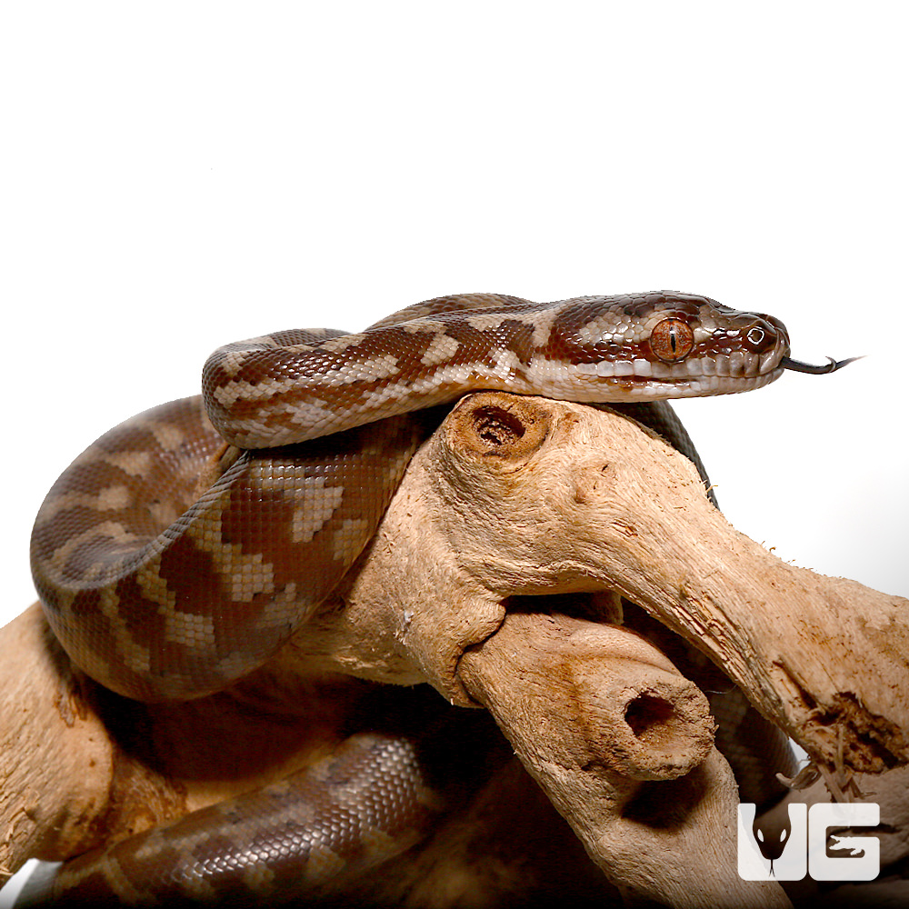Other Pythons Archives - UGR Wholesale