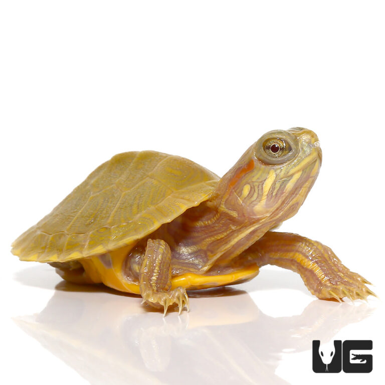 Baby Red Ear Slider Turtle - UGR Wholesale
