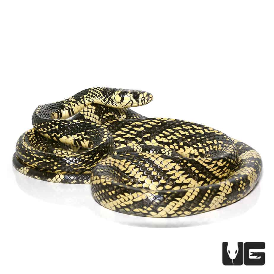 Corns/Kings/Milks/Ratsnakes Archives - UGR Wholesale