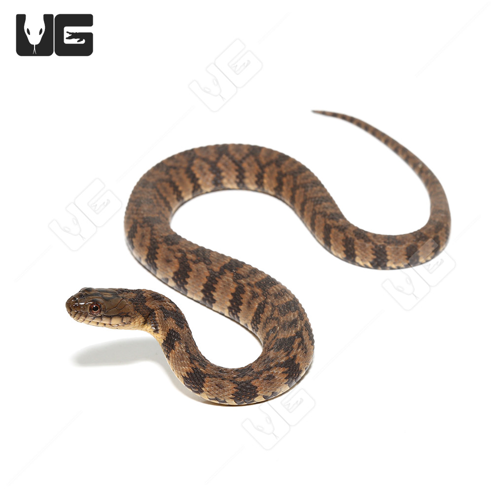 Baby Water Moccasin