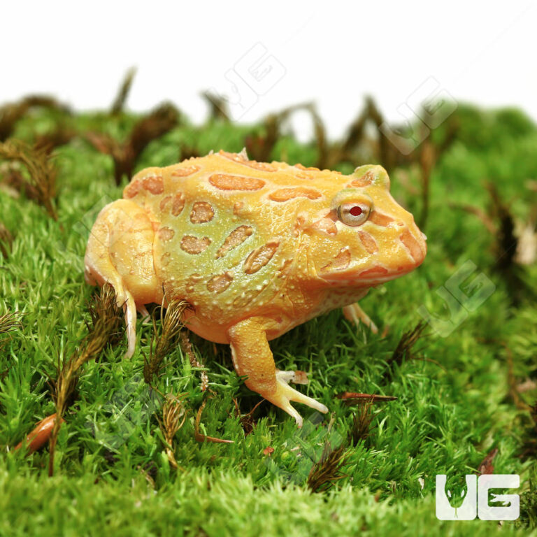 Amphibians Archives - UGR Wholesale