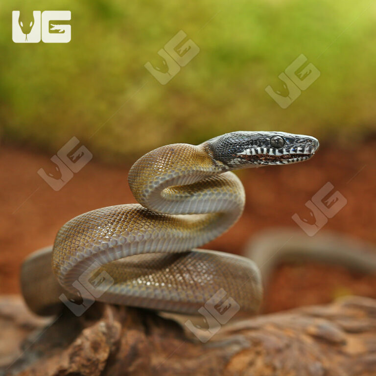 Other Pythons Archives - UGR Wholesale