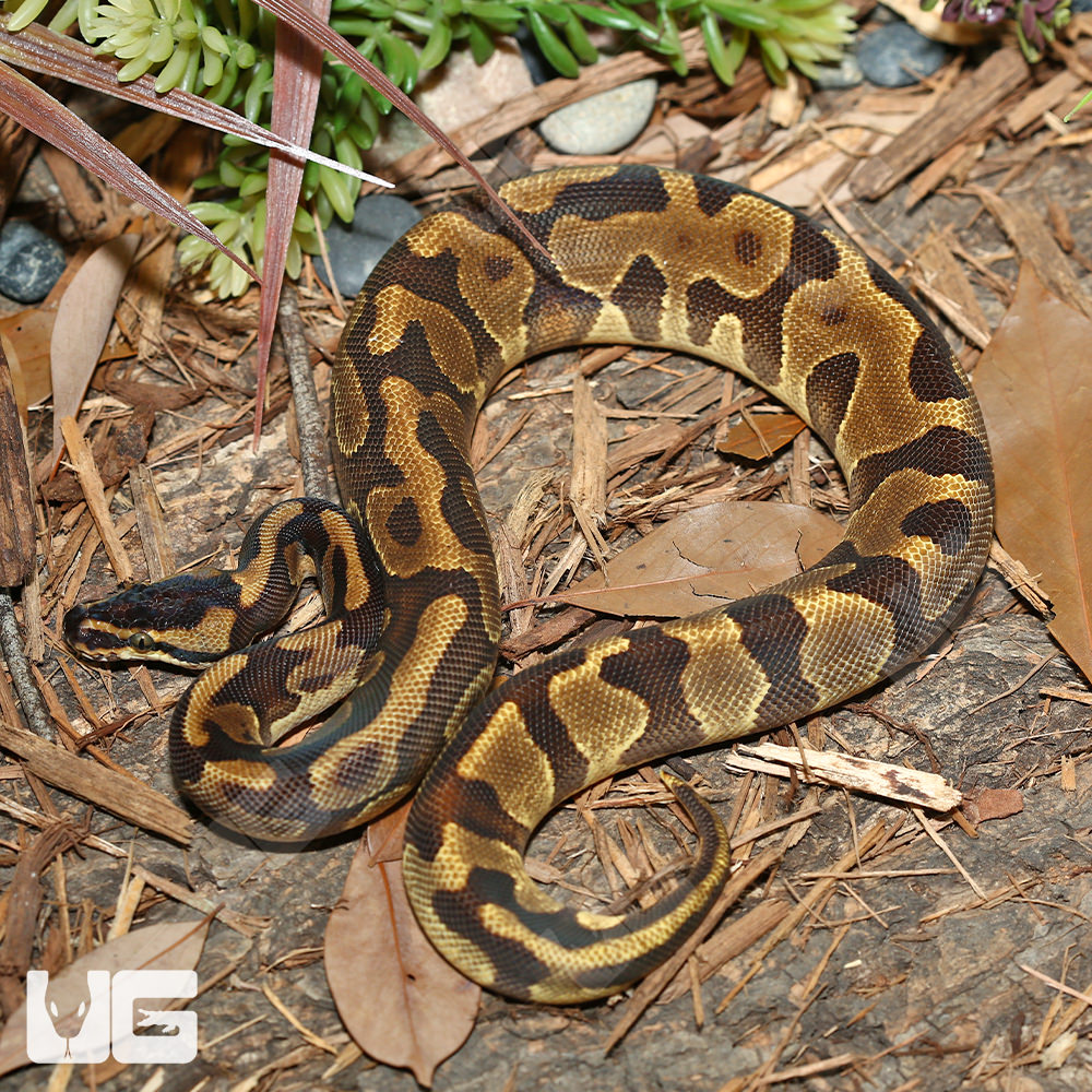 Ball Pythons Archives - UGR Wholesale