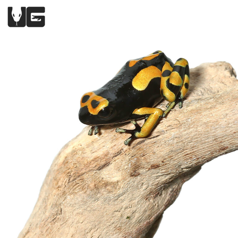 Amphibians Archives - UGR Wholesale