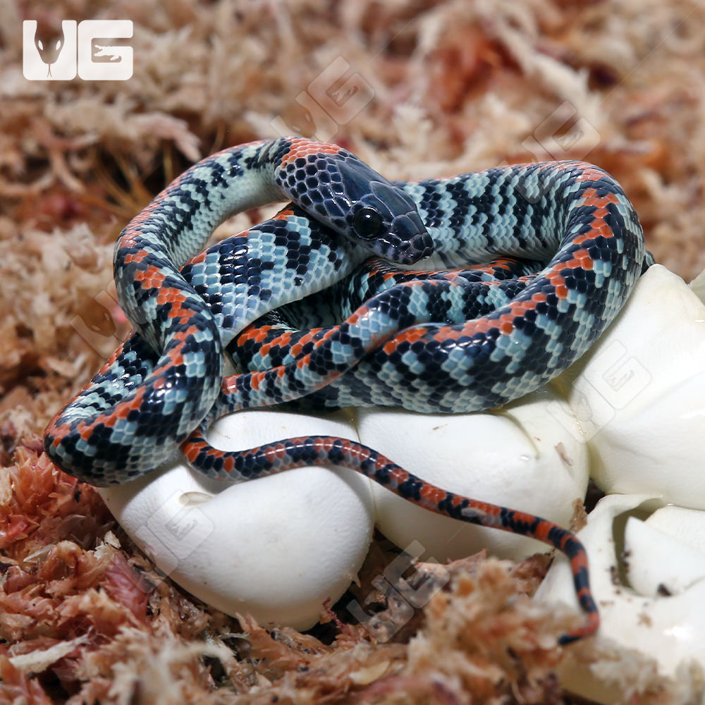 C.B Baby Checkered Bellied Snake Pair - UGR Wholesale