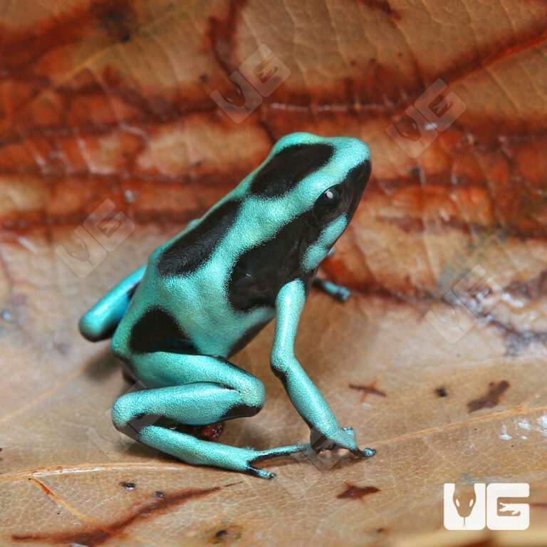 Amphibians Archives - UGR Wholesale