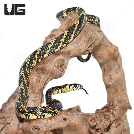 Corns/Kings/Milks/Ratsnakes Archives - UGR Wholesale