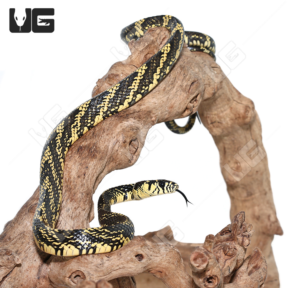 Corns/Kings/Milks/Ratsnakes Archives - UGR Wholesale