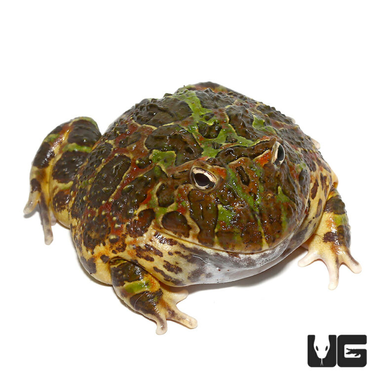 Amphibians Archives - UGR Wholesale