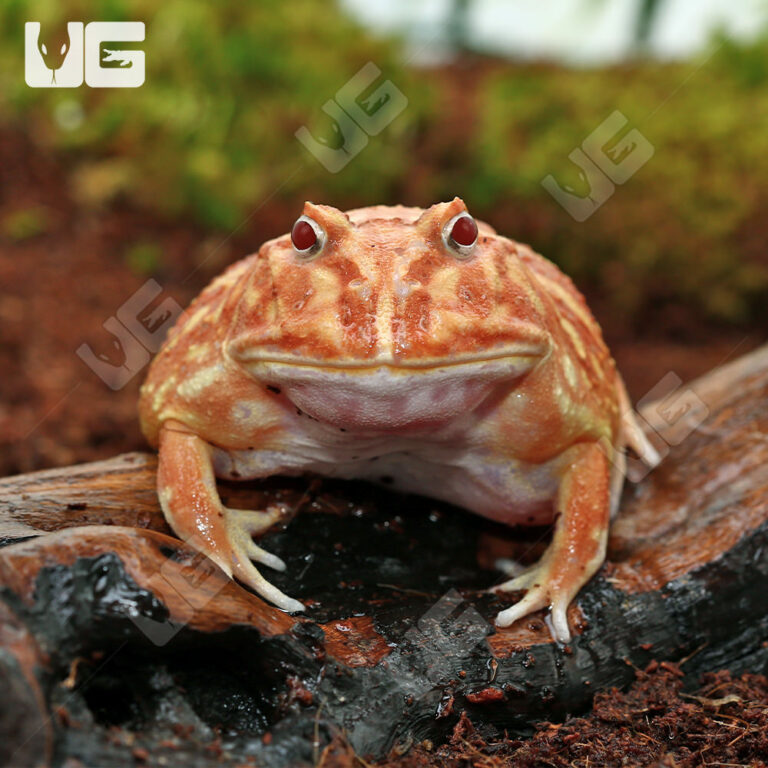Amphibians Archives - UGR Wholesale
