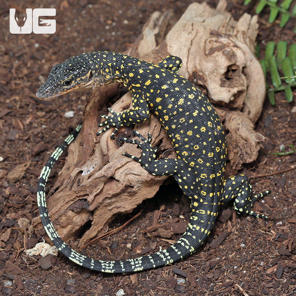 Monitors & Tegus Archives - UGR Wholesale