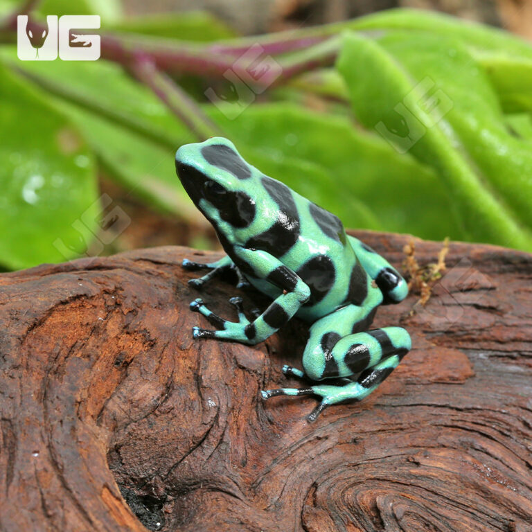 Amphibians Archives - UGR Wholesale