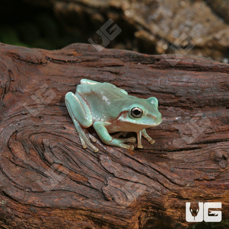 Amphibians Archives - UGR Wholesale