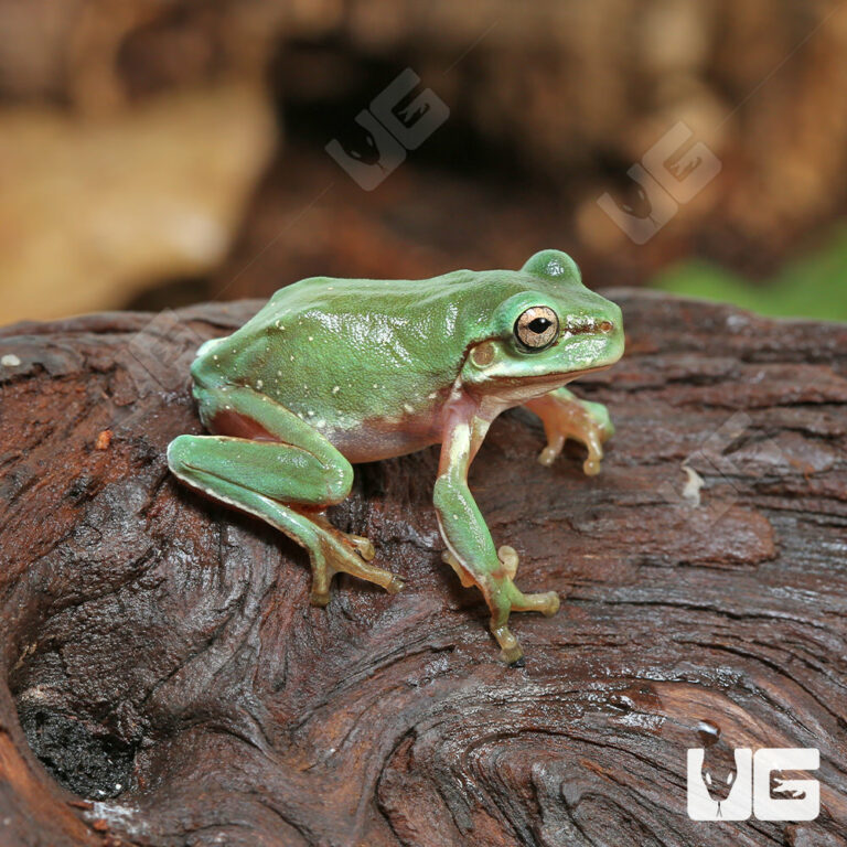 Amphibians Archives - UGR Wholesale
