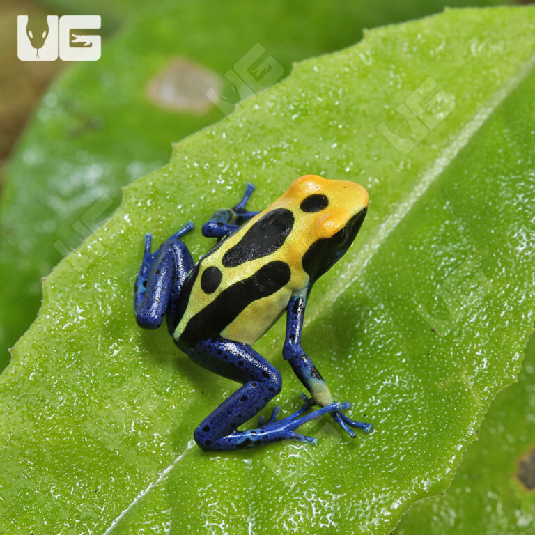 Amphibians Archives - UGR Wholesale