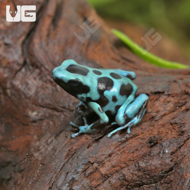Amphibians Archives - UGR Wholesale
