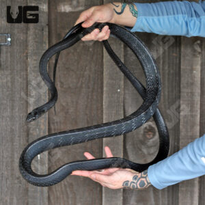 Corns/Kings/Milks/Ratsnakes Archives - UGR Wholesale