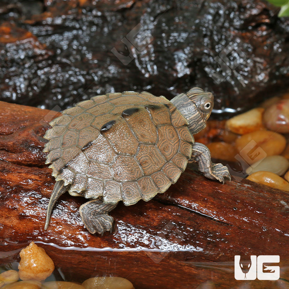 Turtles Archives - UGR Wholesale