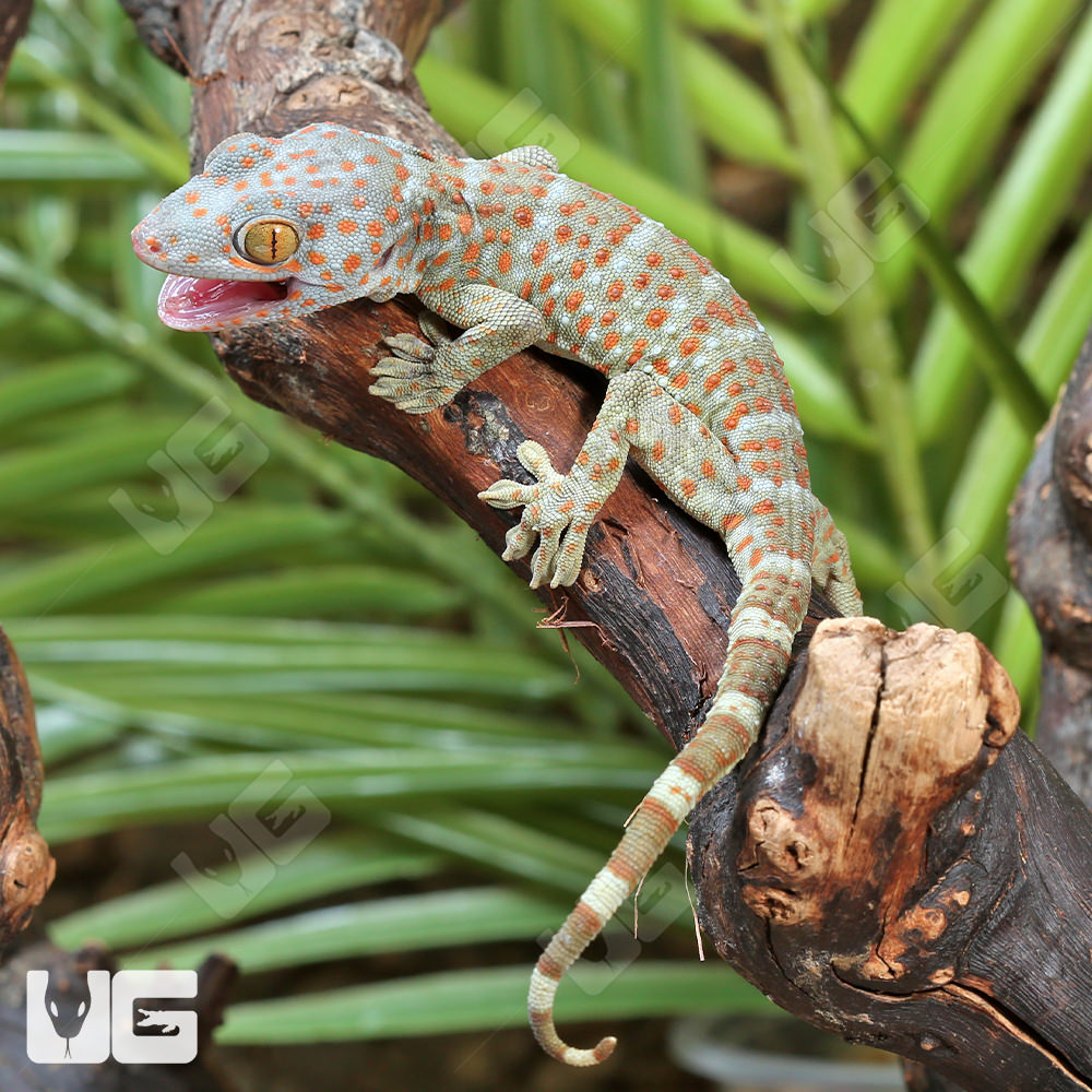 C.B. Baby Tokay Gecko - UGR Wholesale
