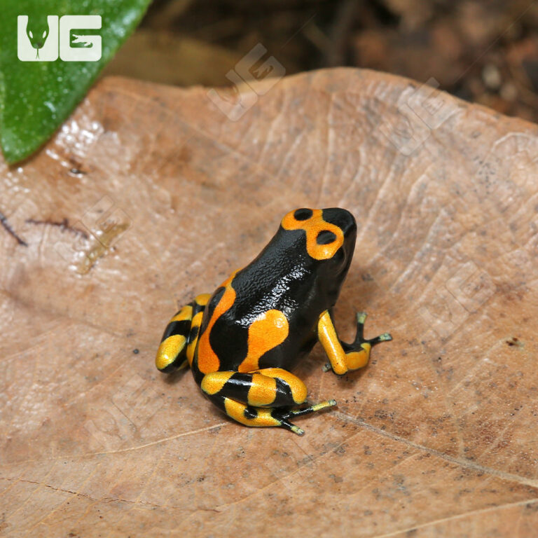 Amphibians Archives - UGR Wholesale