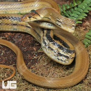 Corns/Kings/Milks/Ratsnakes Archives - UGR Wholesale