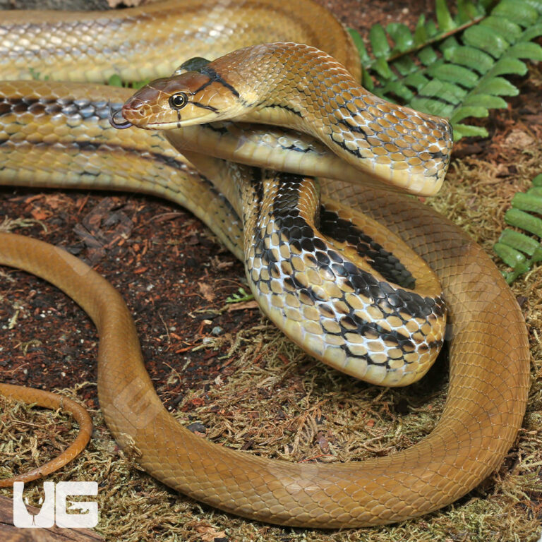 Corns/Kings/Milks/Ratsnakes Archives - UGR Wholesale